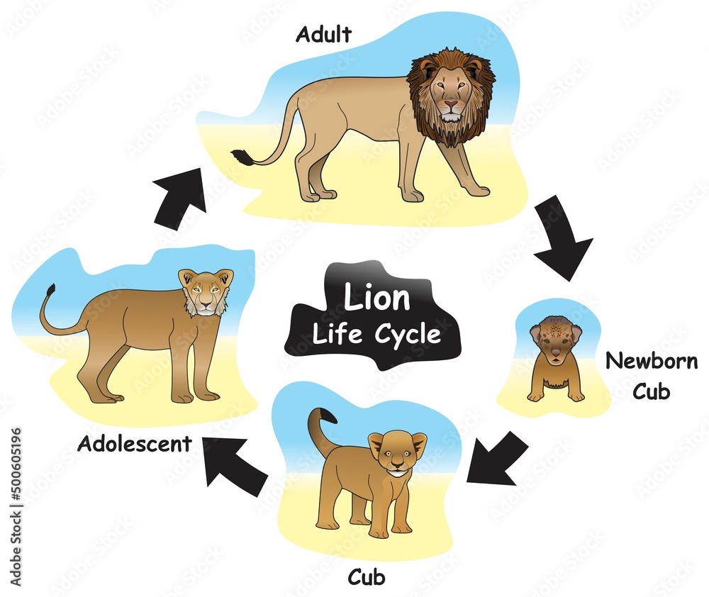 Lion Life Cycle Infographic Diagram showing different phases and ...