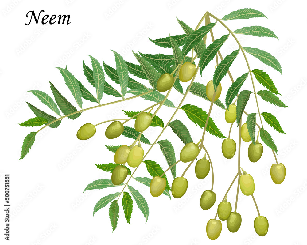 Azadirachta indica (Neem) branch with green fruits, vector illustration ...