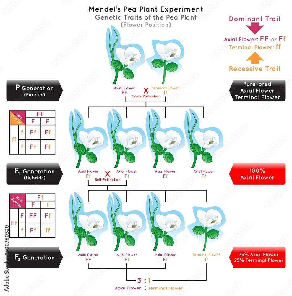 Flower Position Genetic Trait Pea Plant Mendel Experiment Infographic ...