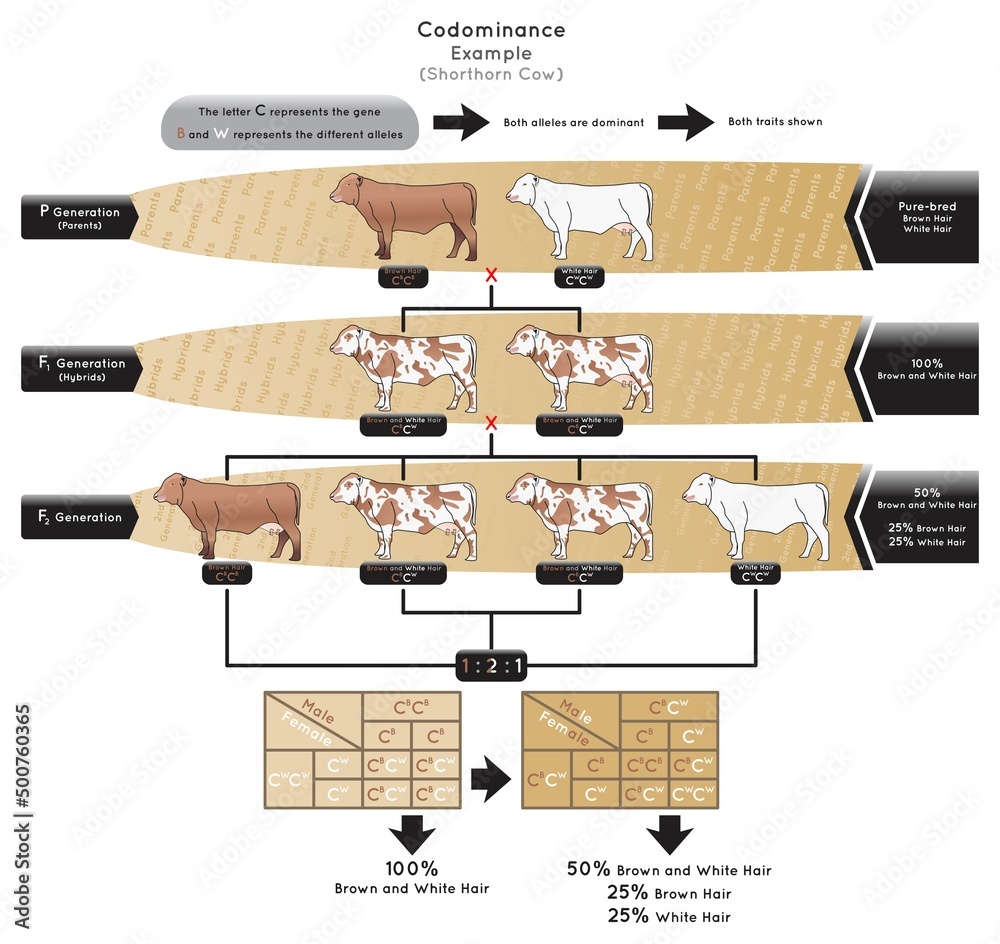 Codominance Infographic Diagram example shorthorn cow represent gene ...