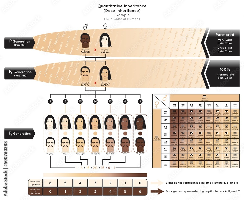 The Inheritance Of Skin Color In Humans - Infoupdate.org
