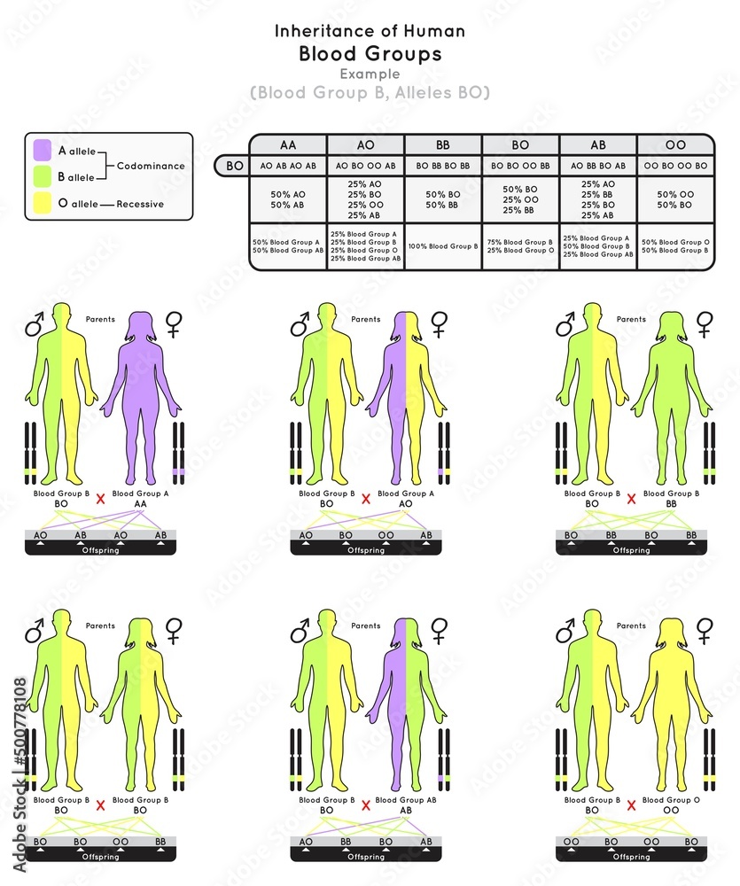 Vector de Stock Inheritance of Human Blood Group B Infographic Diagram ...