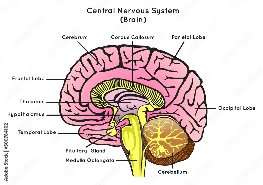 Human Brain Anatomy Sagittal Section Infographic Diagram structure part ...