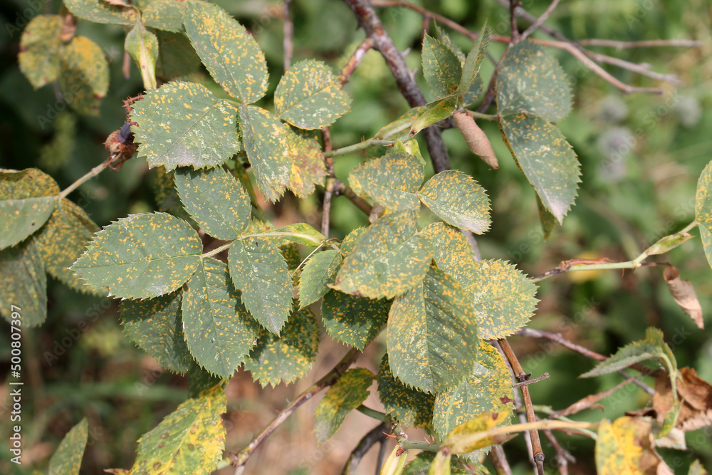 Rose rust. Symptoms of fungal disease of roses in form of yellow spots ...