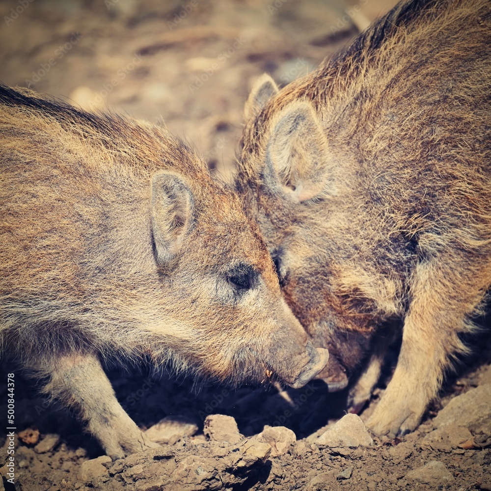 Beautiful little pigs wild in nature. Wild boar. Animal in the forest ...
