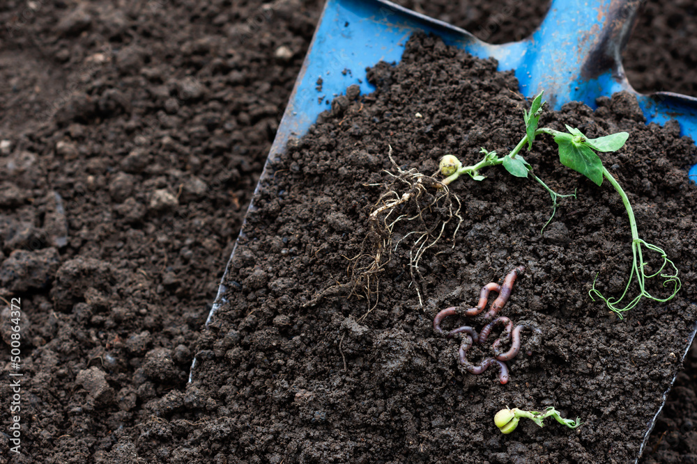 Earthworms and green pea sprout in soil on blue color shovel in ...