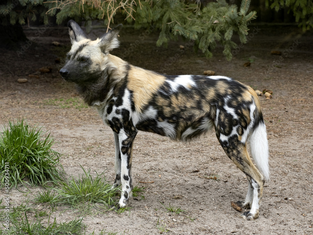 African wild dog, Lycaon pictus, a dreaded African predator, hunts in ...