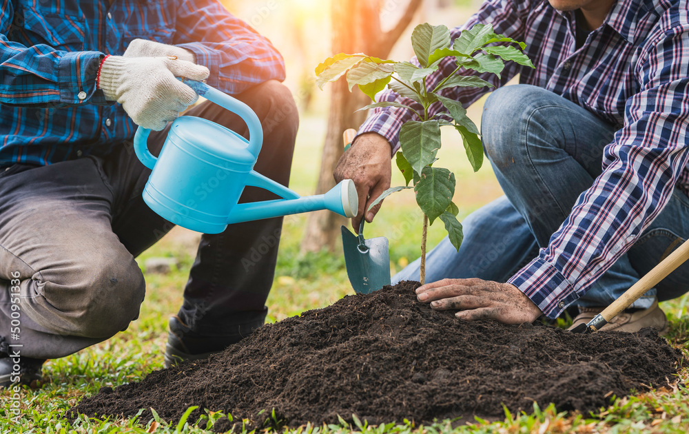 two men planting a tree and watering the trees, volunteers planting ...