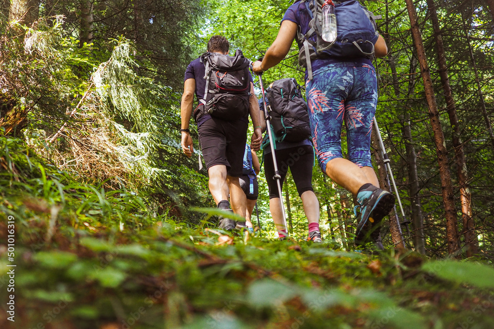 sporty group of people from behind while hiking through the forest ...