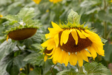 Photograph Of Wilted Sunflower Free Stock Photo - Public Domain Pictures