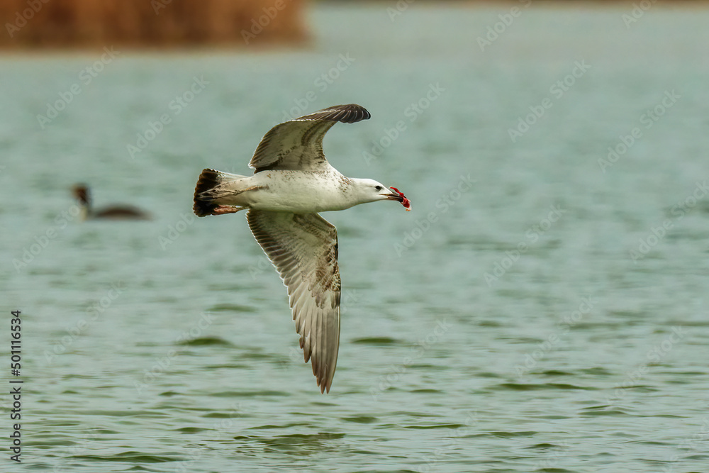 Herring gull, young bird in flight. Flying with spread wings over lake ...