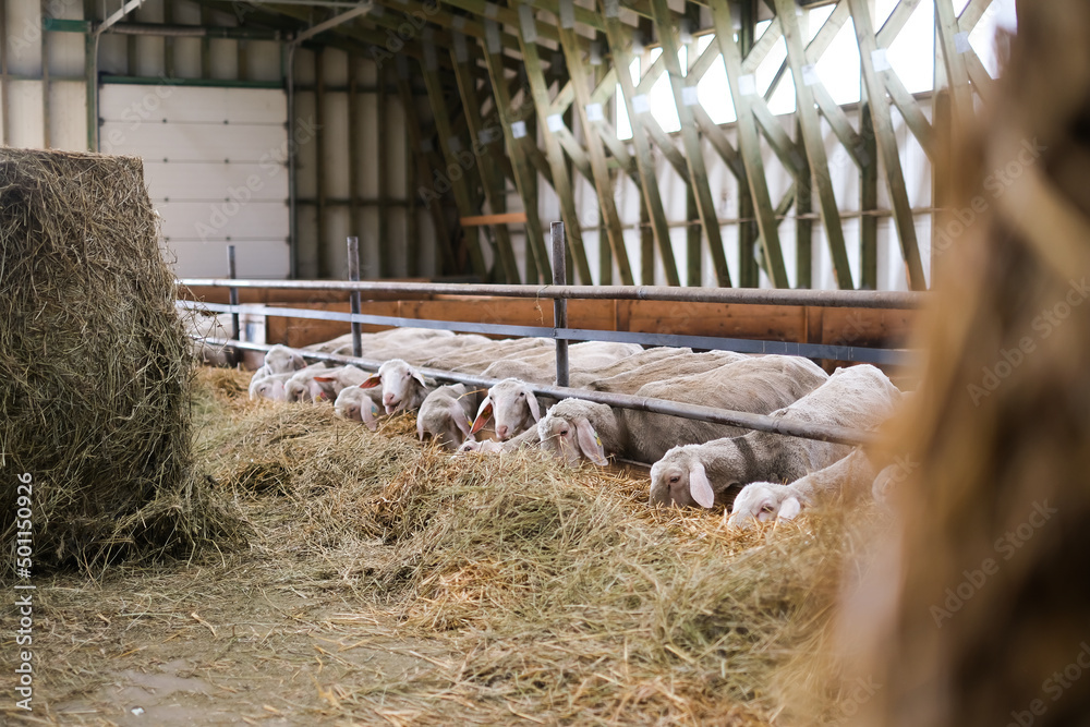 Livestock farm, flock of sheep Stock Photo | Adobe Stock