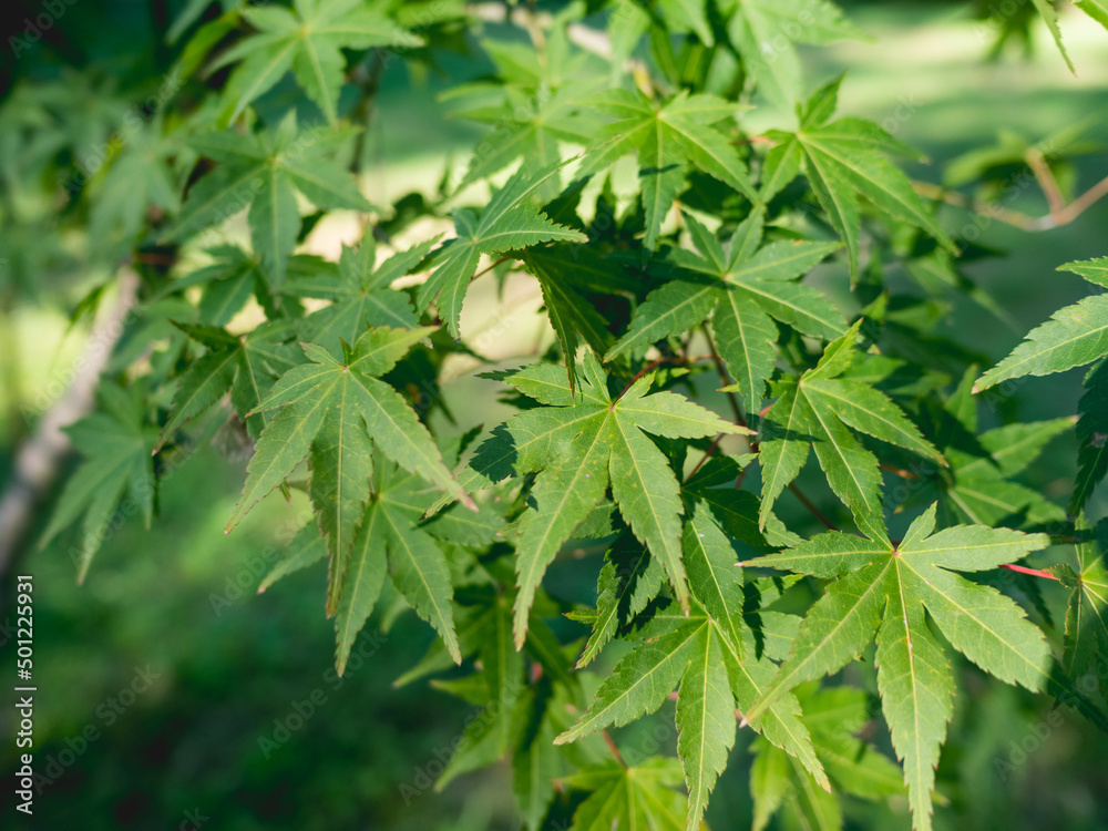 Green foliage of Acer palmatum, commonly known as Japanese maple ...
