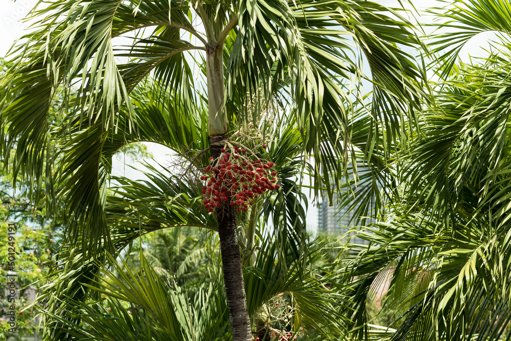 Shot of an Areca Palm tree with ripe Betel Nut fruit. Betel Nut has ...