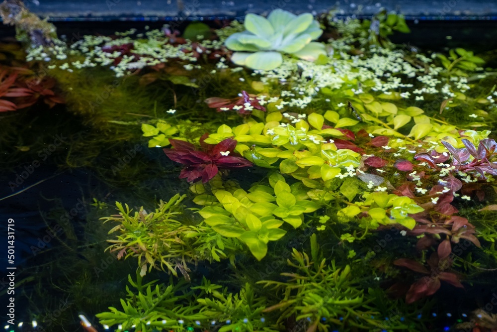 top view of green and red aquatic plants cover surface, in bright LED ...