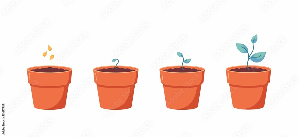 Growing plant stages. Seeds, sprout and grown plant. House plant in ...