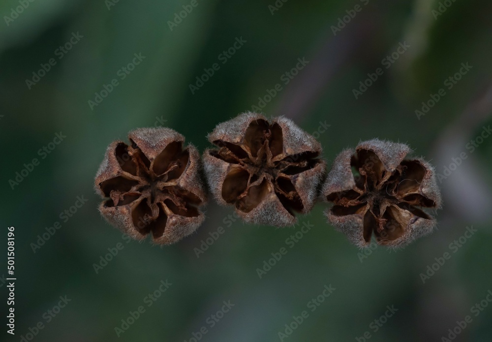 Cistus ladanifer. Jara pringosa o ládano. Frutos de la jara pringosa ...