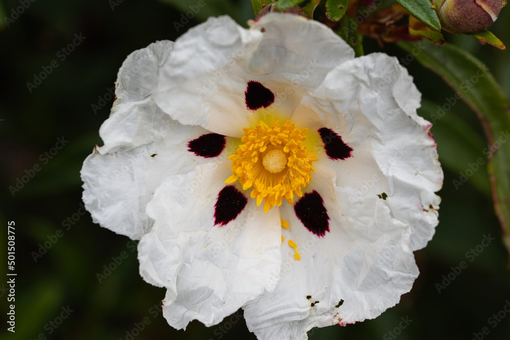Cistus ladanifer. Jara pringosa o ládano. Flor blanca con puntos negros ...