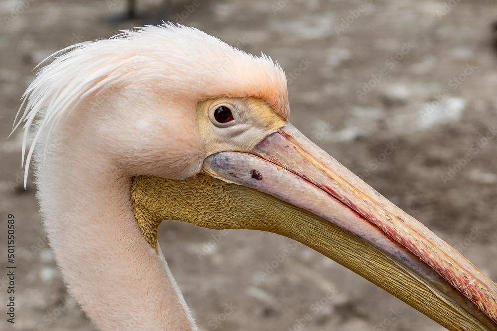 Close up great white pelican, Pelecanus onocrotalus, eastern white ...