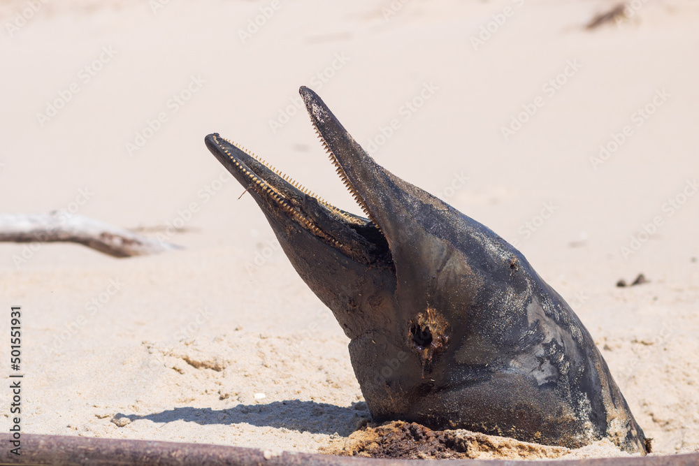 A buried dead porpoise washed ashore in advanced stage of decomposition ...