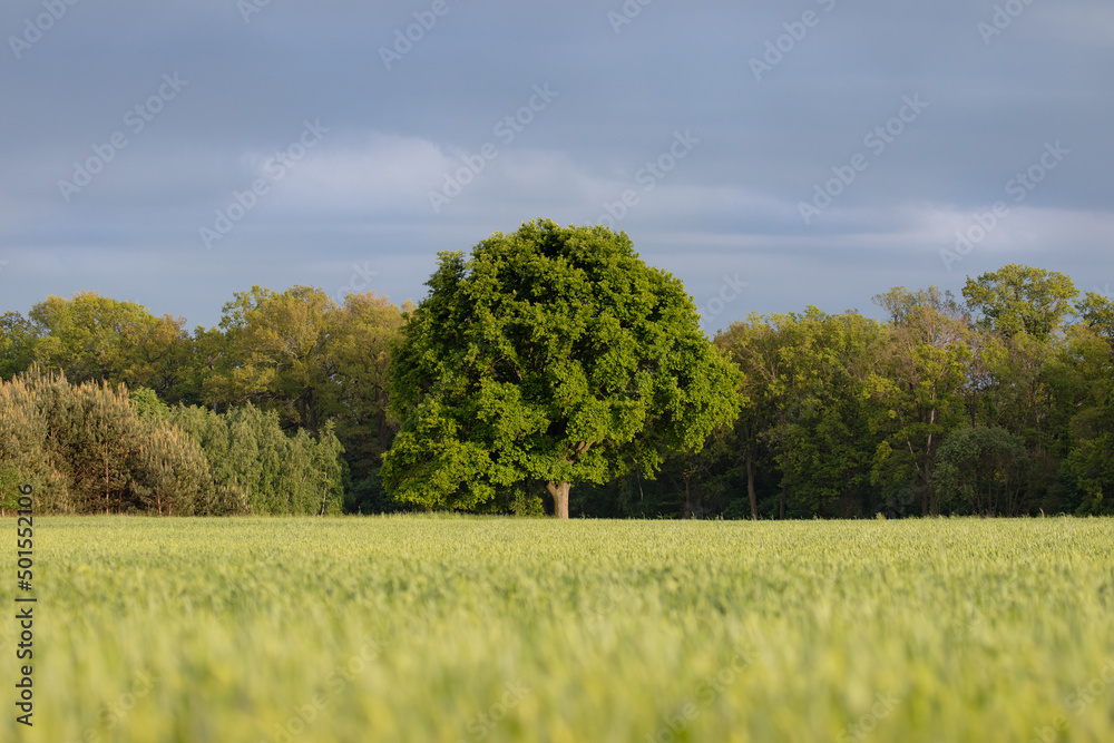 The mighty sessile oak, cornish oak, durmast oak, quercus petraea ...