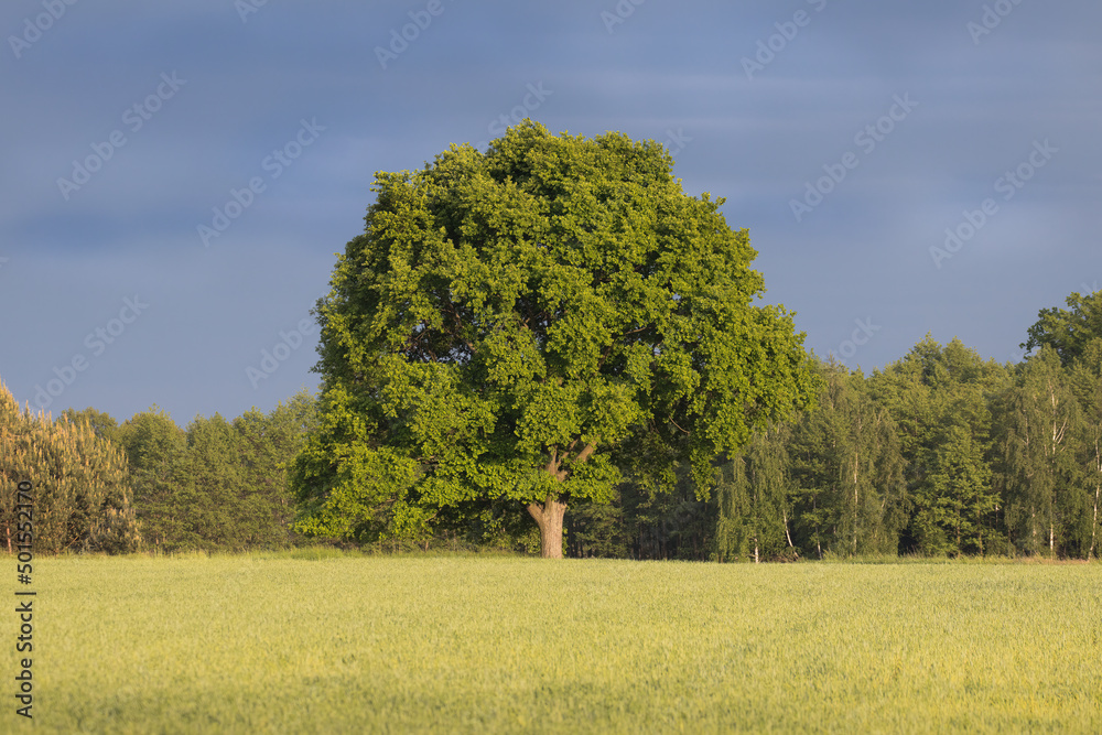 The mighty sessile oak, cornish oak, durmast oak, quercus petraea ...
