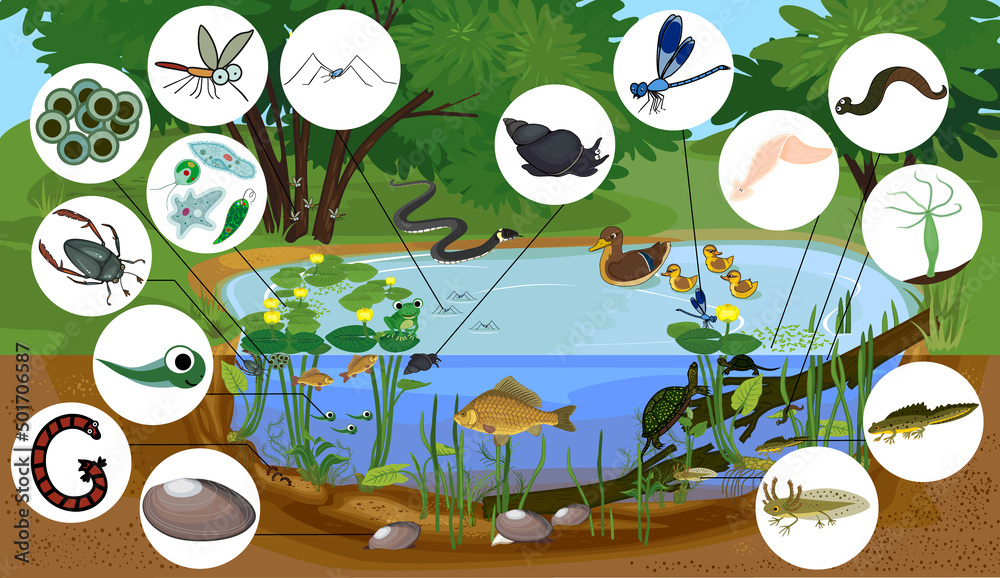 Ecosystem of pond with different animals (birds, insects, reptiles ...