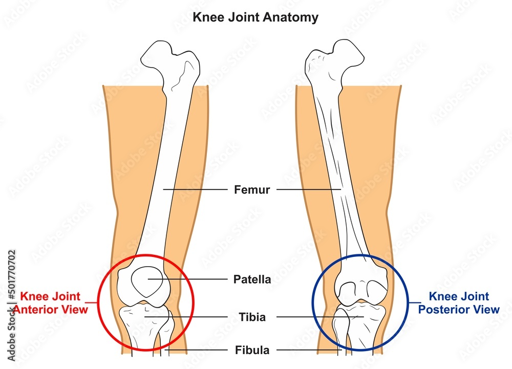 Knee joint anatomy infographic diagram anterior posterior views scheme ...