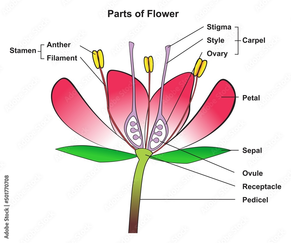Parts of flower infographic diagram anatomy of plant cross section showing stamen carpel petal ...