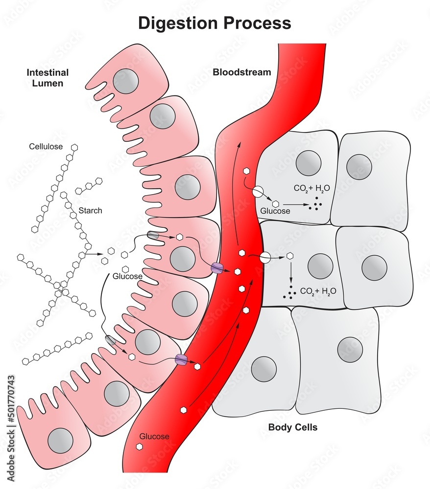 Digestion process in human body infographic diagram cellulose glucose ...