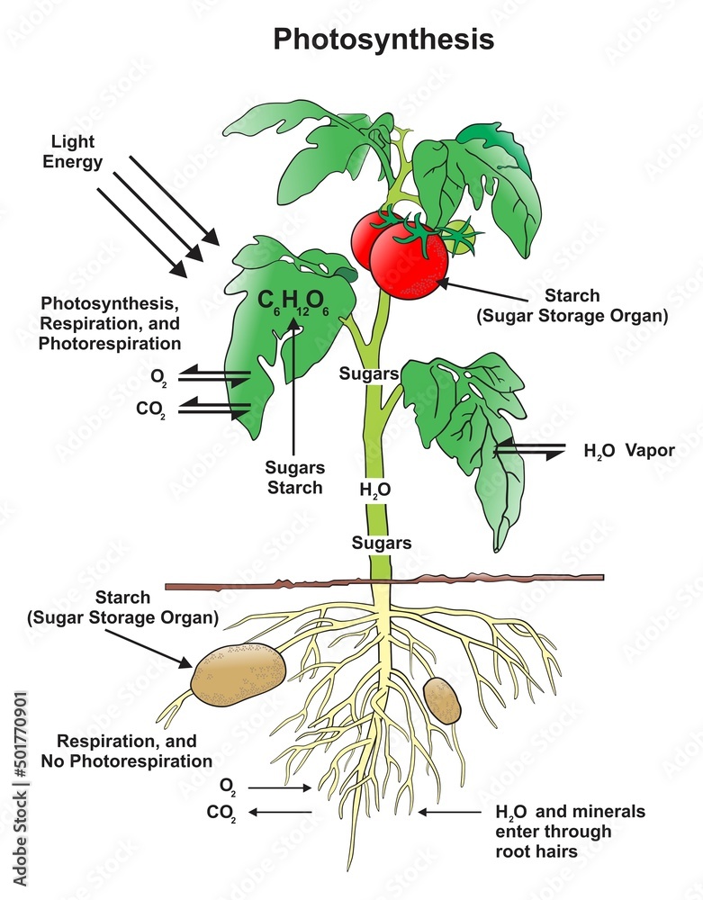 Photosynthesis process in plant infographic diagram showing leaves ...