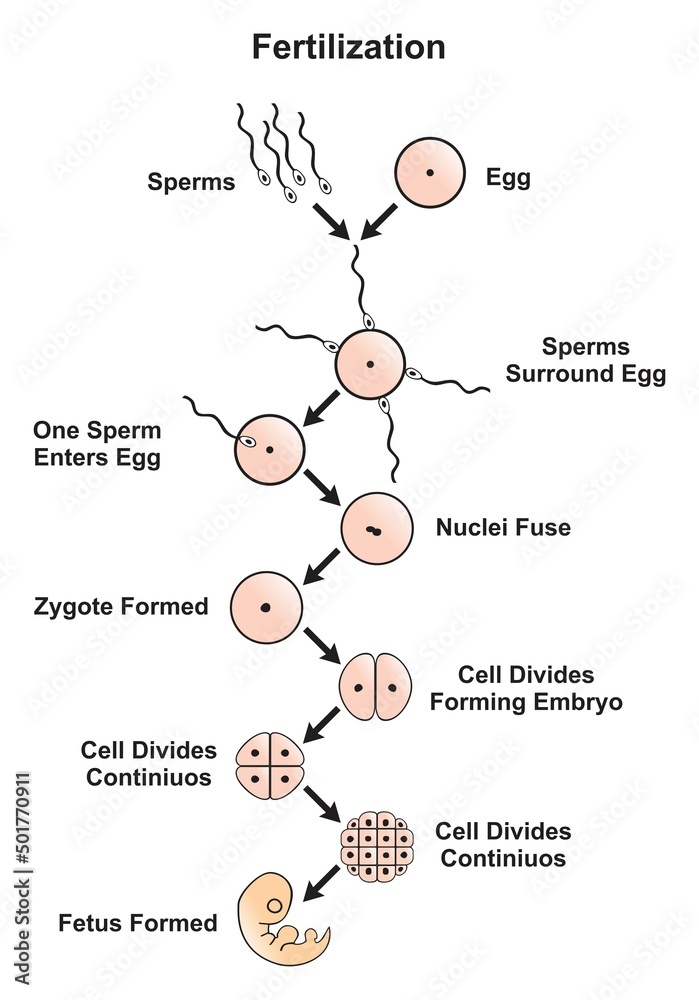 Fertilization of human egg by sperm infographic diagram nuclei fuse ...