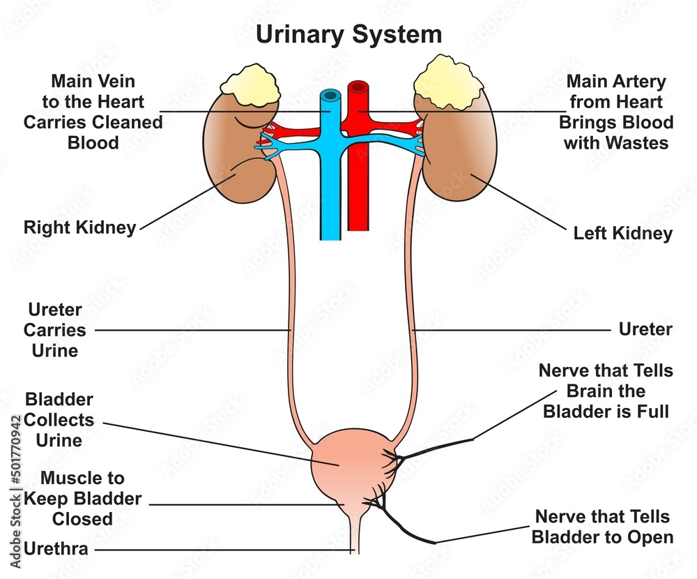 Human urinary system infographic diagram structure and parts including right left kidney ureter ...