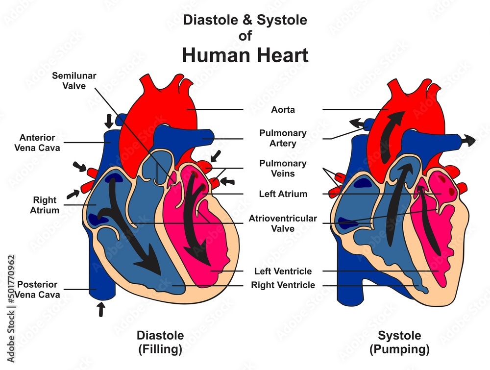 Diastole and systole of human heart anatomy infographic diagram ...