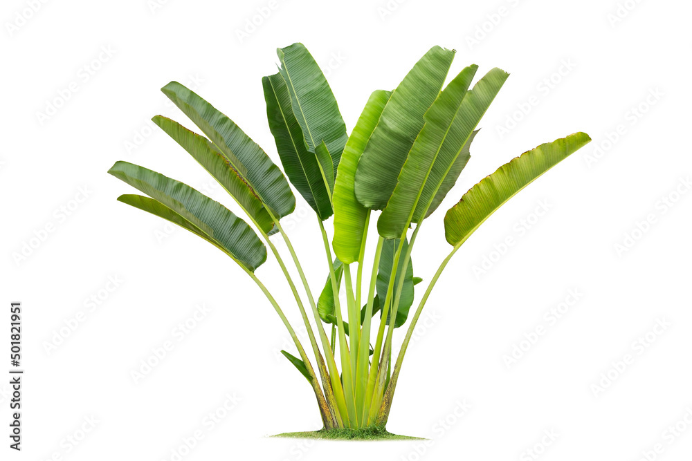 Ravenala madagascariensis isolated on white background. traveler's palm ...
