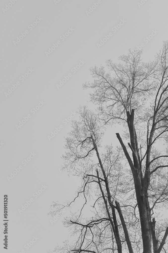 Black and white trees with negative space Stock Photo | Adobe Stock