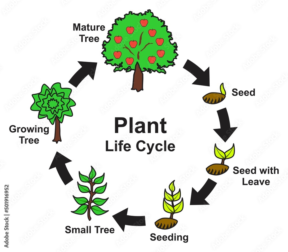 Plant life cycle infographic diagram stages of growing and development ...