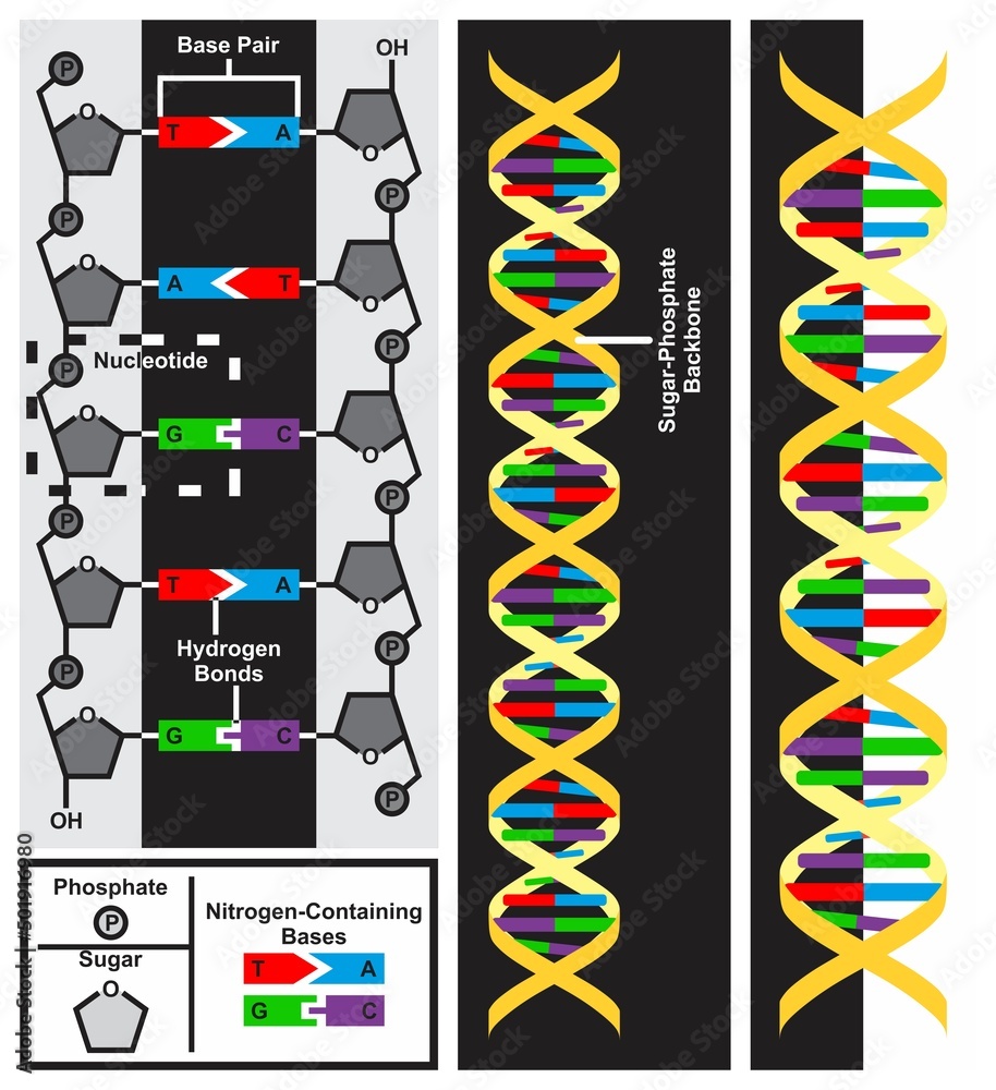 Vector de Stock DNA chemical structure infographic diagram including ...