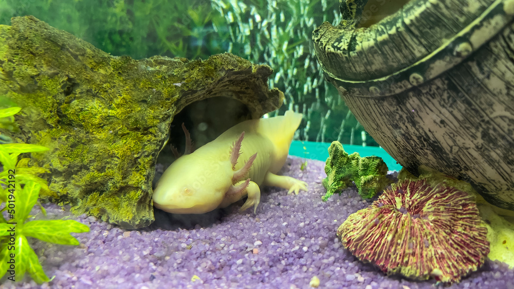 Underwater Axolotl portrait in an aquarium. Ambystoma mexicanum ...