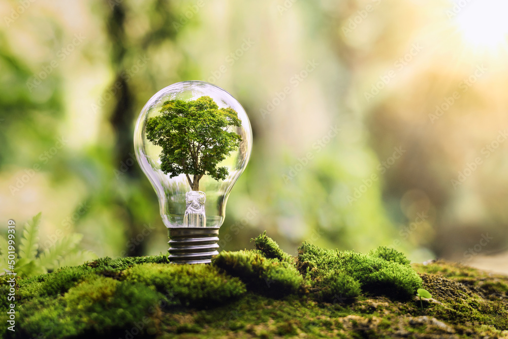 tree growing on light bulb with sunshine in nature. saving energy and ...