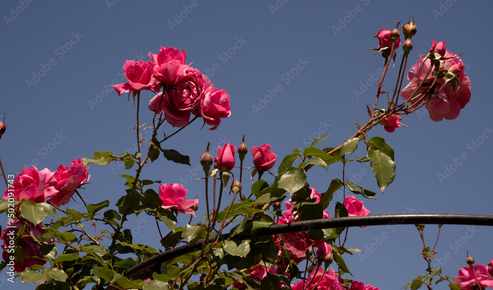 Foto Landscaping and garden design. Closeup view of climbing Rosa ...
