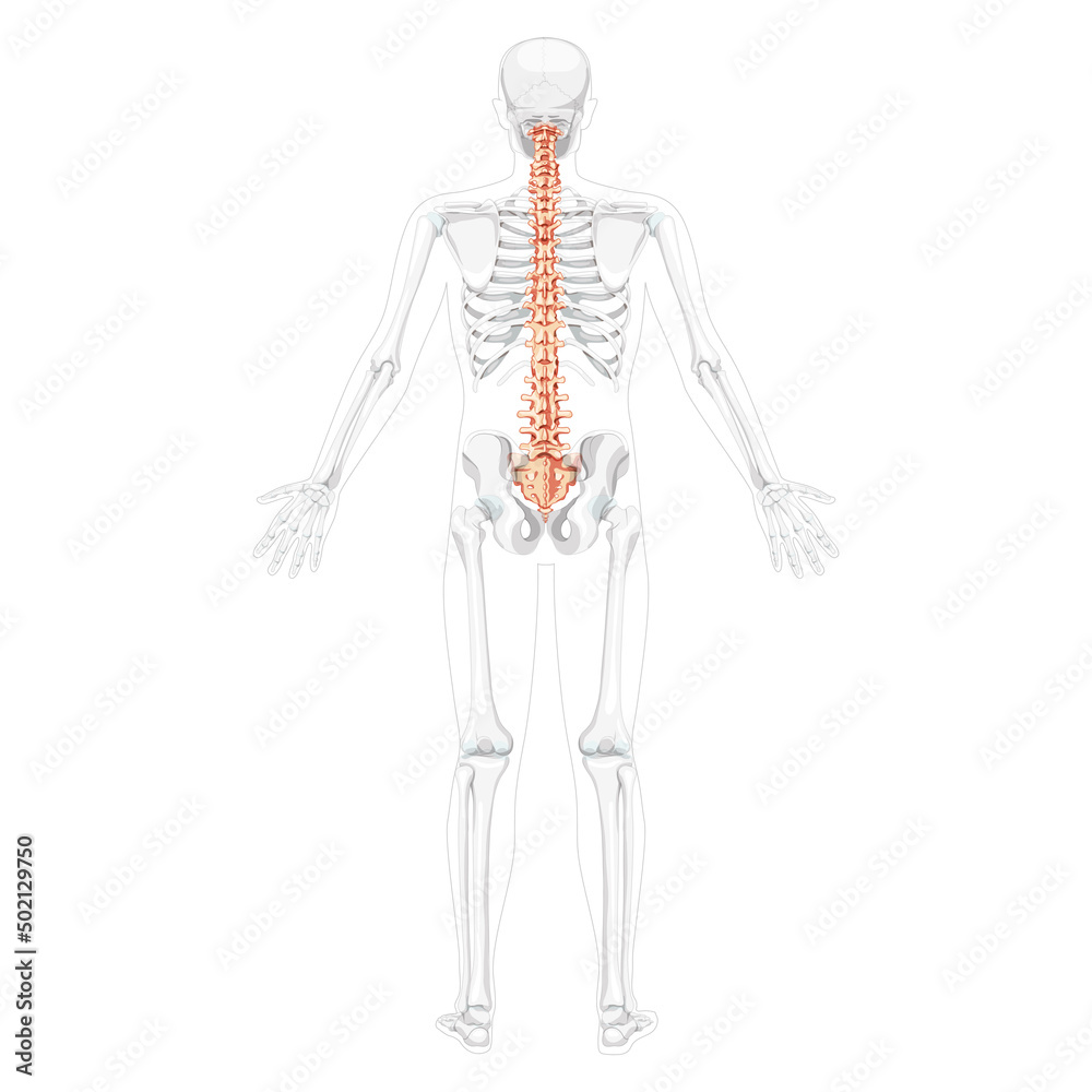 Human vertebral column back posterior view with partly transparent ...