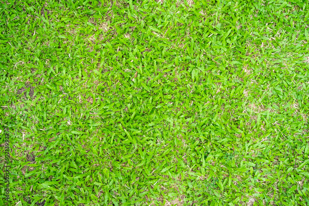 Green grass texture for background. Green lawn pattern and texture ...