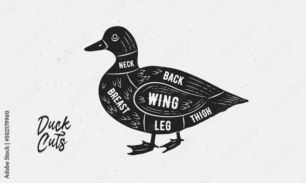 Cuts of Duck. Butcher Diagram, scheme, chart. Duck sketch silhouette ...