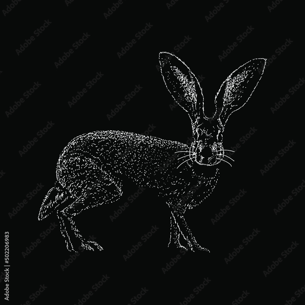 Jackrabbit hand drawing vector illustration isolated on black ...