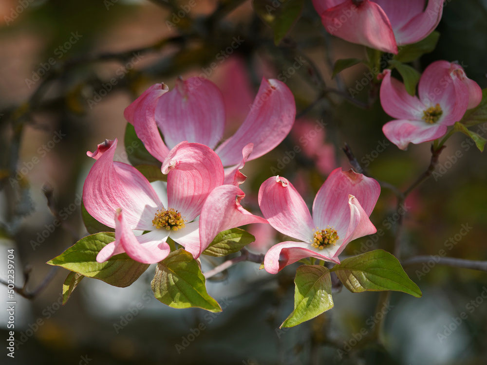 Cornus florida F. Rubra. Flowering dogwood tree bearing beautiful pink ...