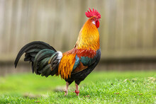 Handsome Rooster Portrait Free Stock Photo - Public Domain Pictures