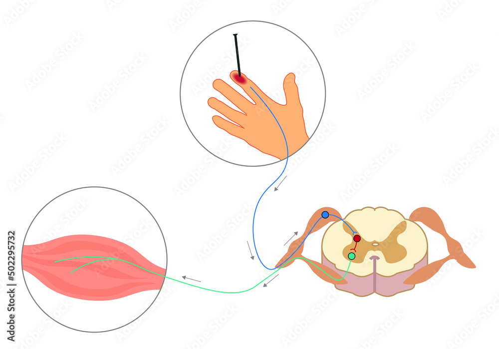 Spinal reflex arc anatomy vector. Stock Vector | Adobe Stock