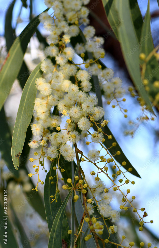 Yellow flowers of the Golden Wattle, Acacia pycnantha, family Fabaceae ...