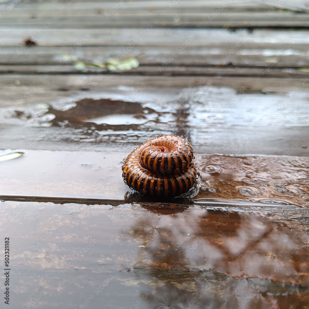Millipedes are an order of invertebrates belonging to the phylum ...